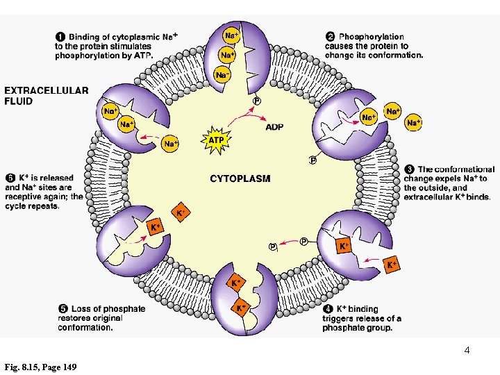 CHAPTER 8 MEMBRANE STUCTURE AND FUNCTION How things