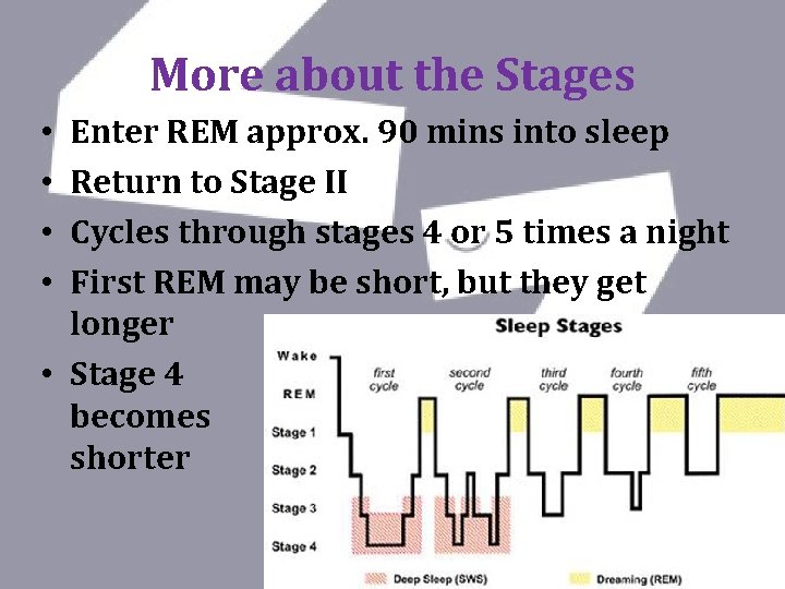 Sleep Dreaming Circadian Rhythm biological clock Sleep Stages