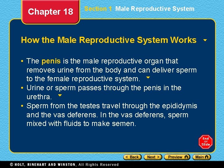 Chapter 18 Section 1 Male Reproductive System Bellringer