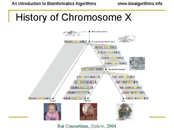 An Introduction to Bioinformatics Algorithms www bioalgorithms info