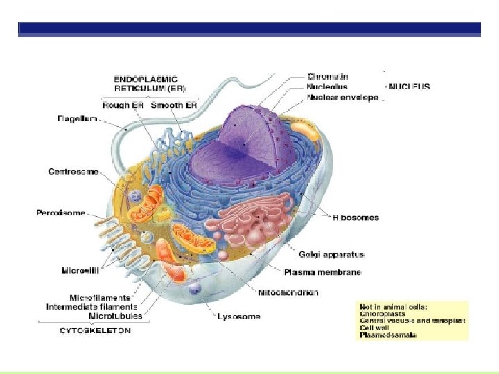 AP BIOLOGY Chapter 6 What You Should Know