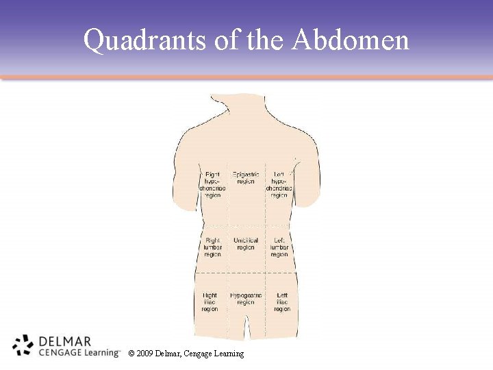 Chapter 2 The Human Body in Health and