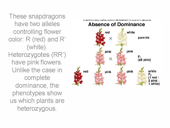 Heredity Chapter 12 part 2 Beyond Mendels Laws
