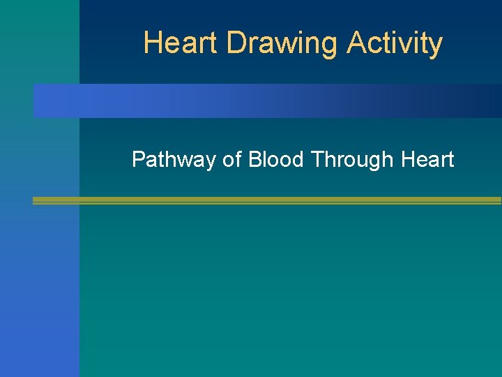 Heart Drawing Activity Pathway of Blood Through Heart