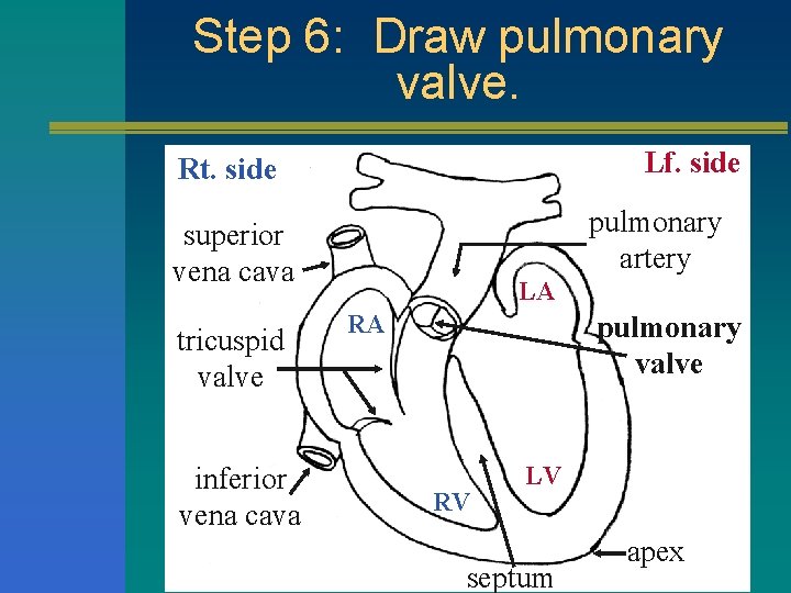 Heart Drawing Activity Pathway of Blood Through Heart