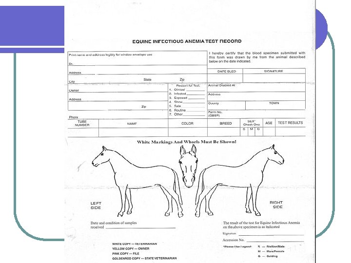 EIA Equine Infectious Anemia What is EIA Equine