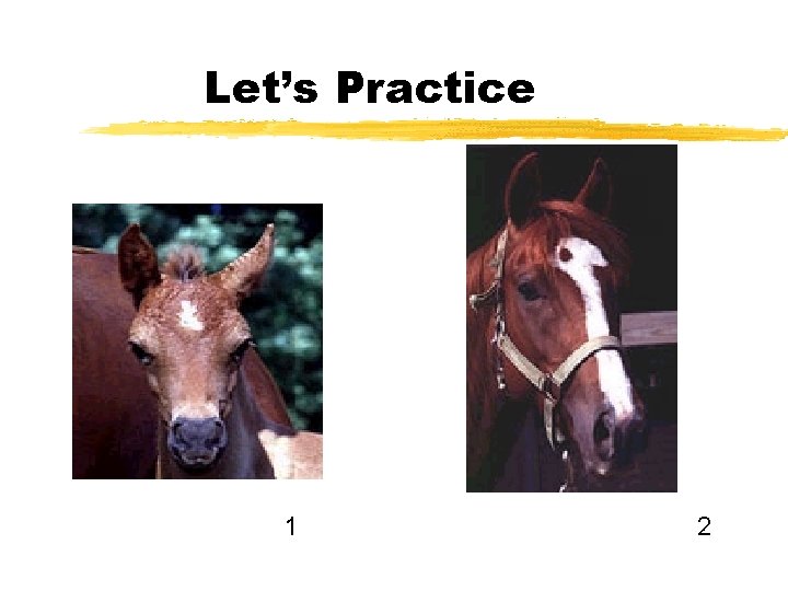 All you Need to Know about Horses Overview