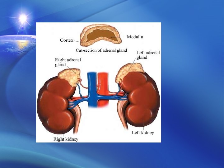 Endocrine System Lecture 5 6 Objectives Adrenal Gland