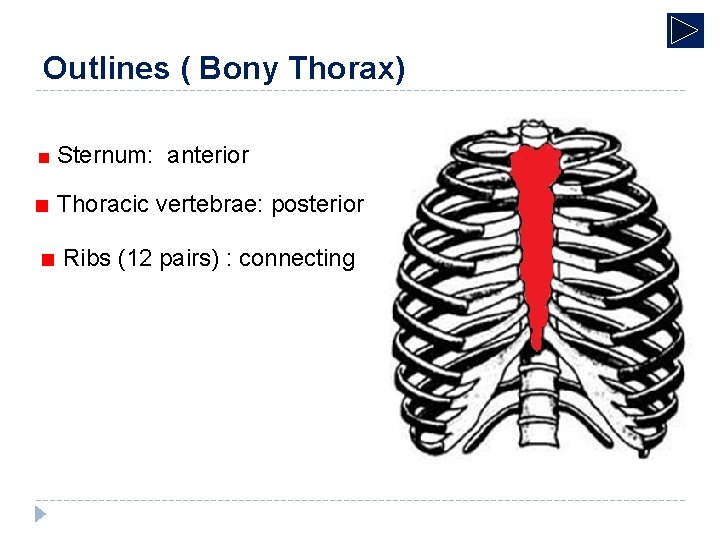 Radiographic Anatomy Skeletal System Bony Thorax shoulder Girdle