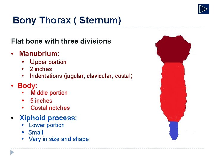 Radiographic Anatomy Skeletal System Bony Thorax shoulder Girdle