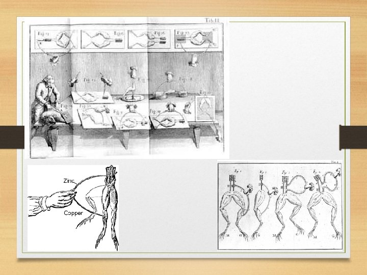 The Origins of Neuroscience Prehistoric ancestors Brain vital