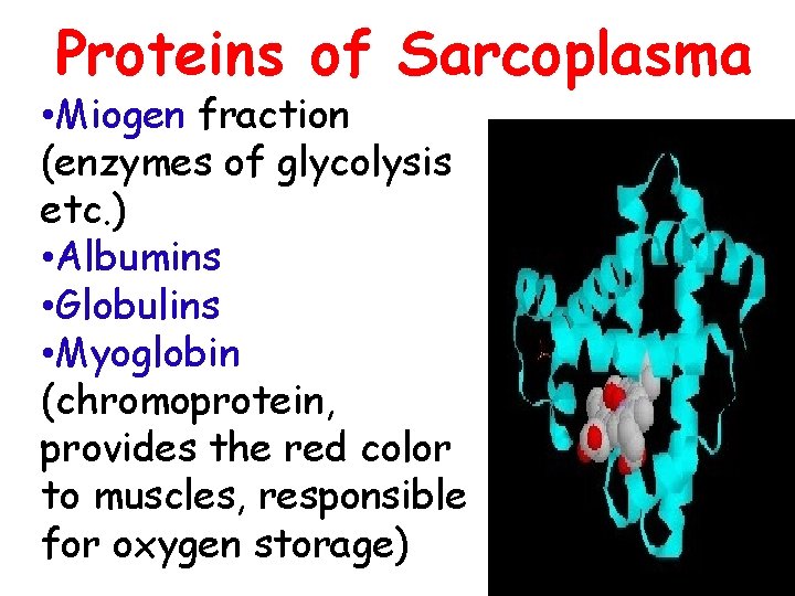 Biochemistry of muscle 40 45 of body mass