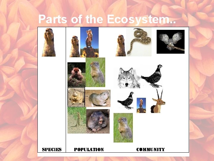 Unit A Biological Diversity Chapter 1 Biological Diversity