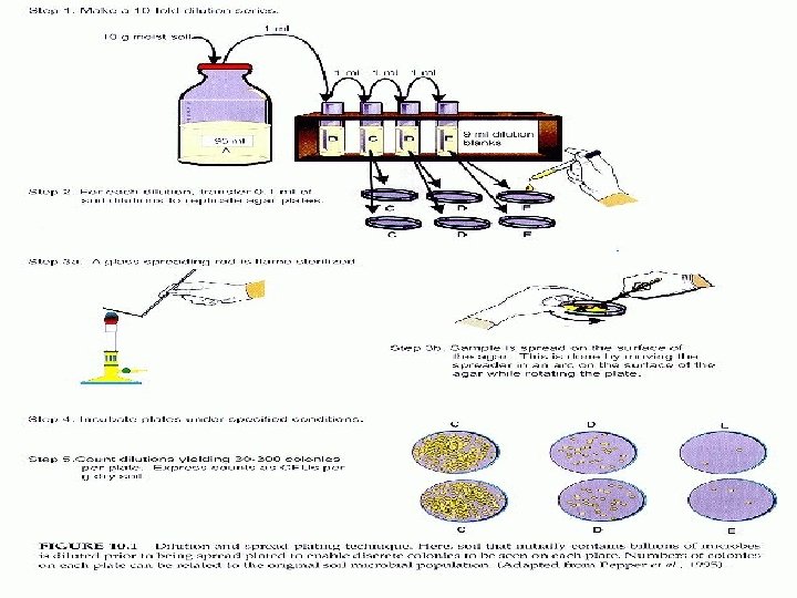 Sampling and detection of microorganisms in the environment