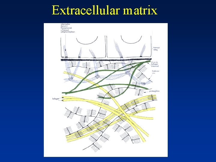 Connective Tissue cells and ground substance Dr Anna