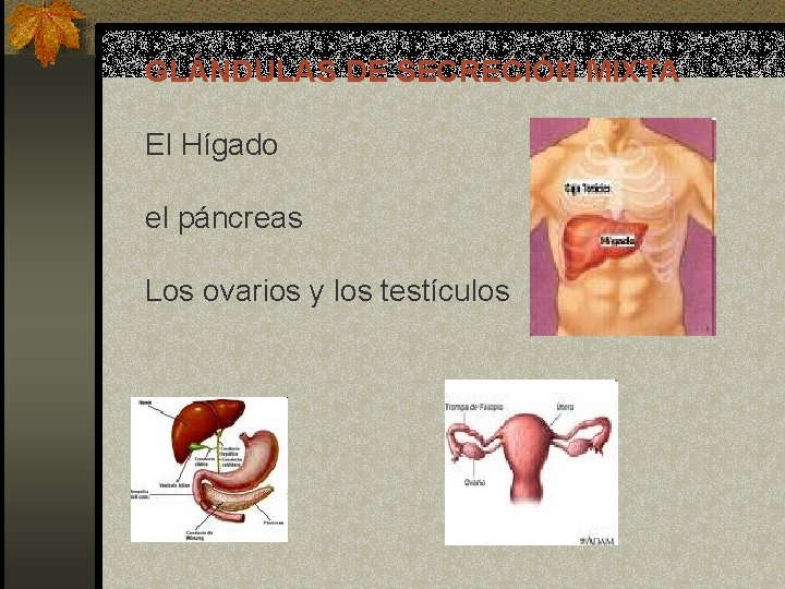SISTEMA GLANDULAR Endocrinas la hipfisis y la tiroides