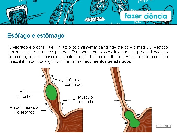 SISTEMA DIGESTIVO Para que serve a digesto As