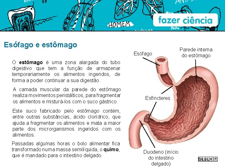 SISTEMA DIGESTIVO Para que serve a digesto As