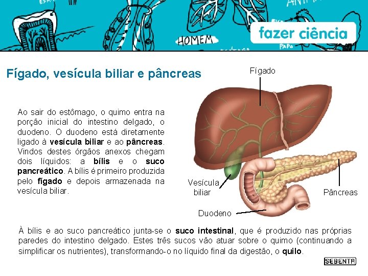SISTEMA DIGESTIVO Para que serve a digesto As