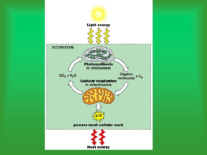 Photosynthesis Respiration Overview of photosynthesis and respiration SUN