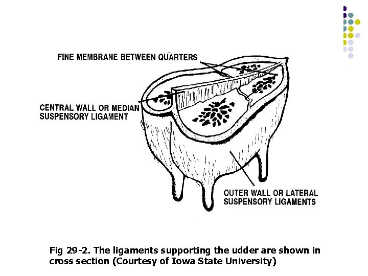 Fungi Bacteria Protozoa Fungi 103ml 6 species Bacteria