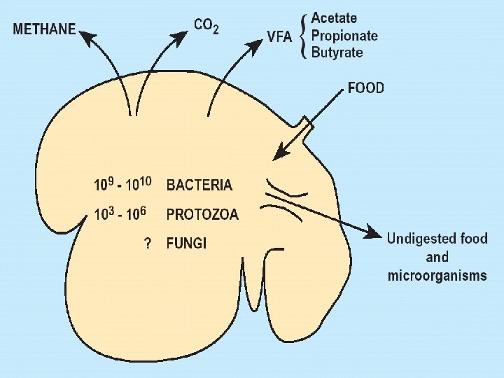 Fungi Bacteria Protozoa Fungi 103ml 6 species Bacteria