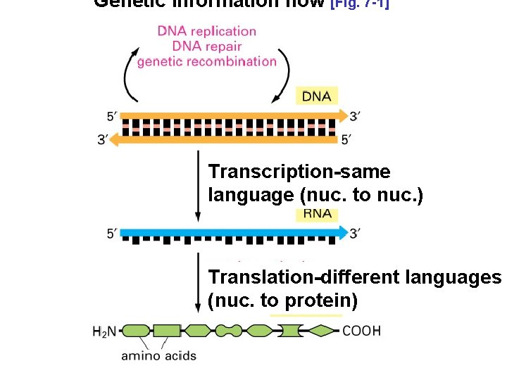 BIOL 200 Section 921 Lecture 4 5 June