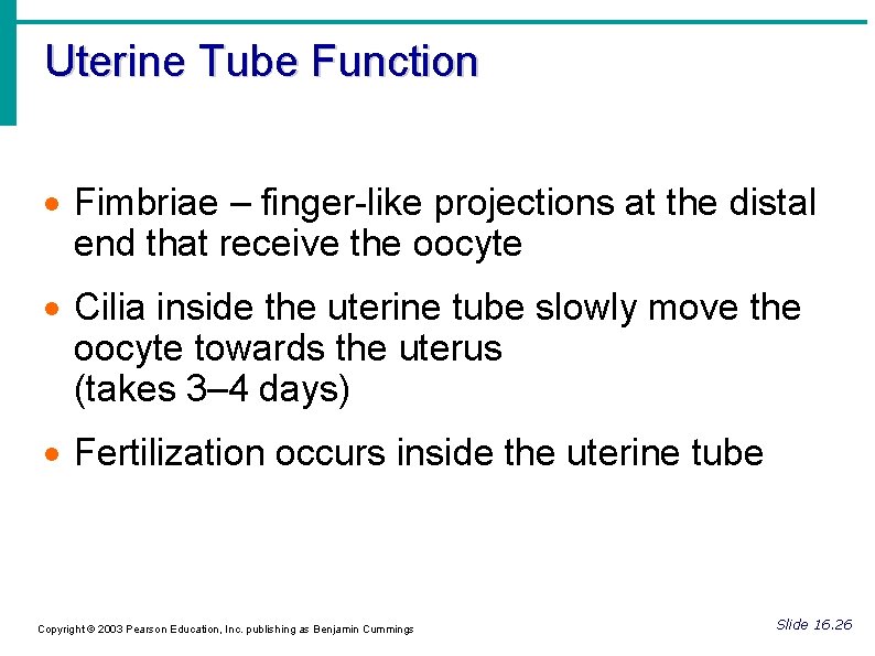 Uterine Fallopian Tubes Receive the ovulated oocyte Provide