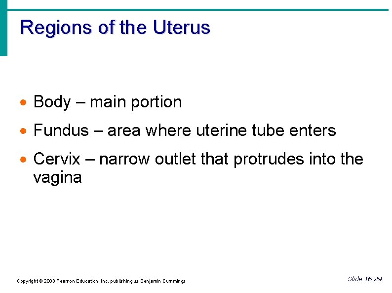 Uterine Fallopian Tubes Receive the ovulated oocyte Provide