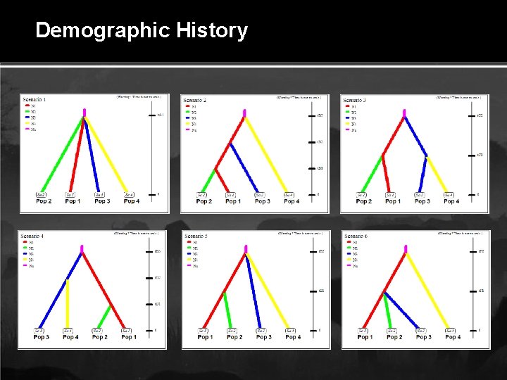 Effect of habitat fragmentation on the genetic structure