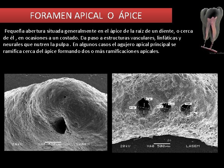 ANATOMA DE LOS CONDUCTOS VERENA MORALES CARREN Como