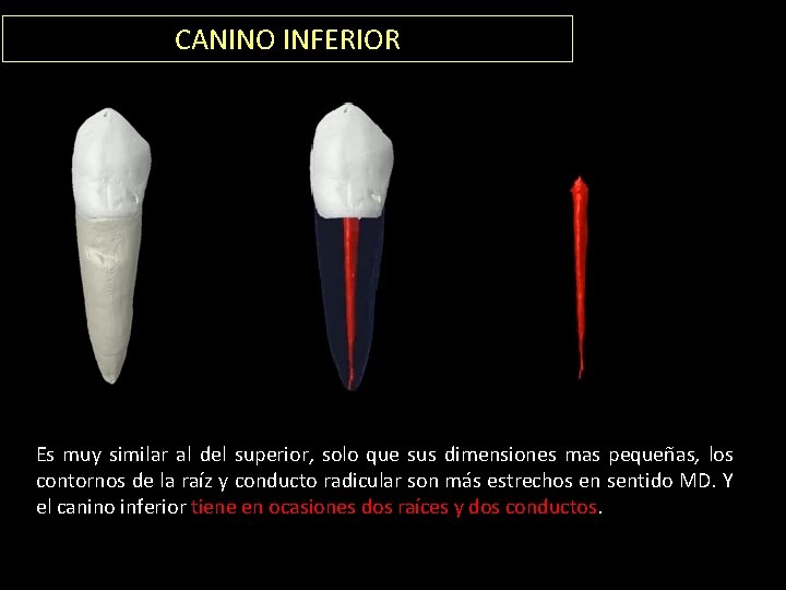 ANATOMA DE LOS CONDUCTOS VERENA MORALES CARREN Como