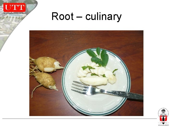 AN UNDER EXPLOITED CROP IN THE CARIBBEAN Biosciences