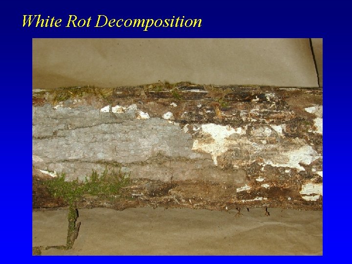 Insights into Forest Soil Carbon Dynamics from Nuclear
