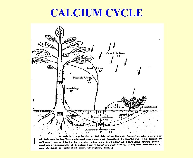 BIOLOGY 403 PRINCIPLES OF ECOLOGY Nutrients Biogeochemical Cycles