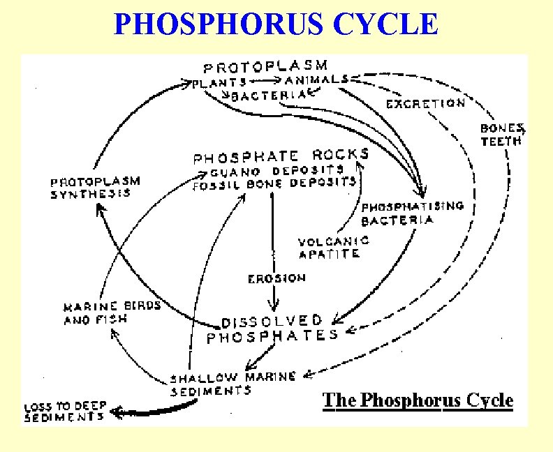 BIOLOGY 403 PRINCIPLES OF ECOLOGY Nutrients Biogeochemical Cycles