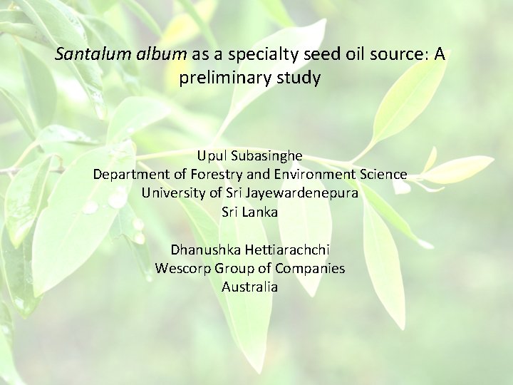 Santalum album as a specialty seed oil source