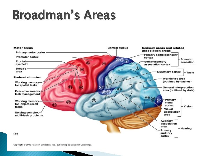 11 1 11 2 Sensory Pathways OBJECTIVES At