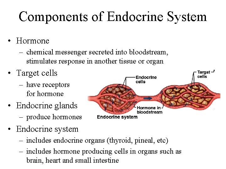 Chapter 17 Endocrine System Overview Hypothalamus and pituitary