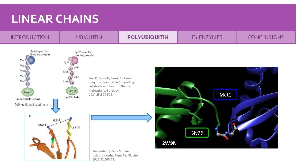 STRUCTURAL FEATURES OF UBIQUITIN Laura Martnez 152691 Marina