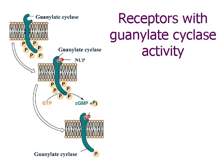 Principles of metabolism regulation Molecular mechanisms of hormonal