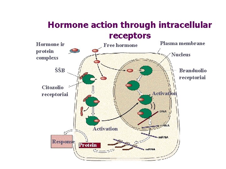 Principles of metabolism regulation Molecular mechanisms of hormonal