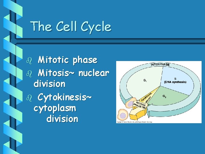 Chapter 12 b The Cell Cycle Cell Division