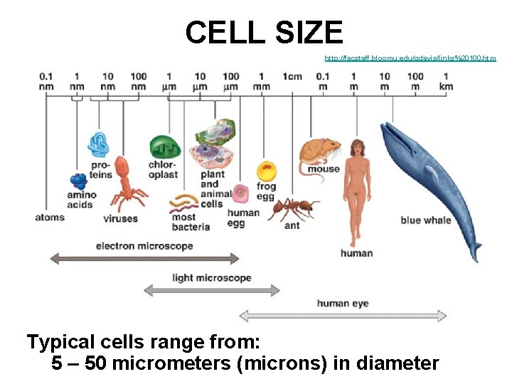 Cell PEOPLE Cell Size and Cell Specialization Chap