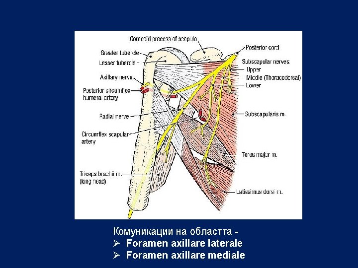 Regio deltoidea n Regio brachialis anterior et posterior