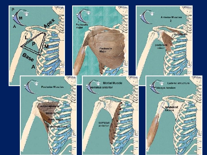 Regio deltoidea n Regio brachialis anterior et posterior