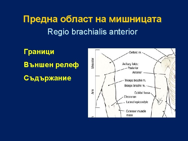 Regio deltoidea n Regio brachialis anterior et posterior