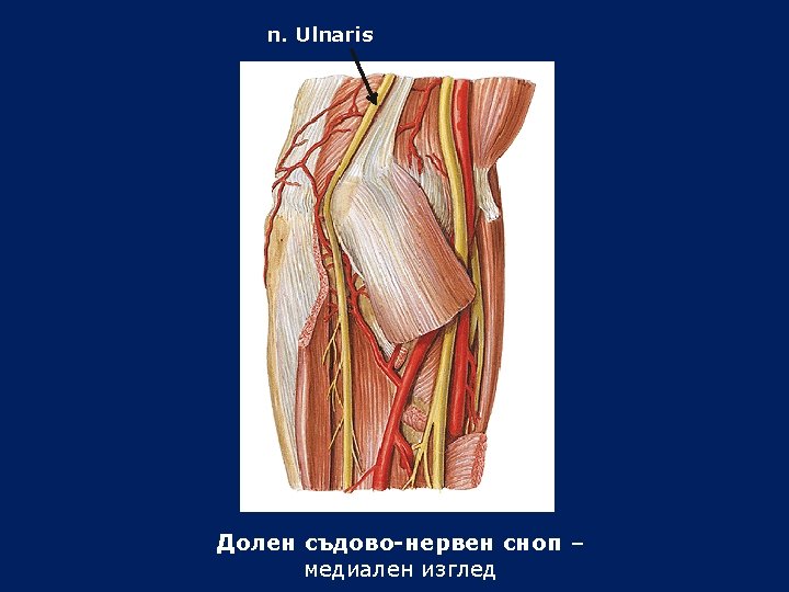 Regio deltoidea n Regio brachialis anterior et posterior