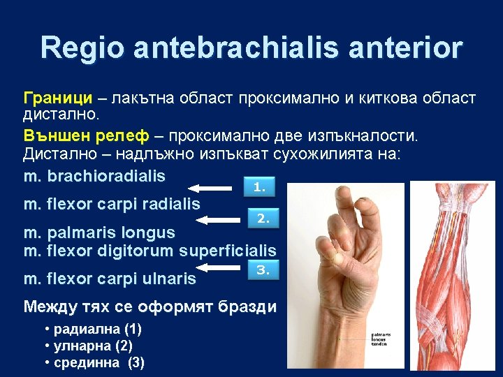 Regio deltoidea n Regio brachialis anterior et posterior