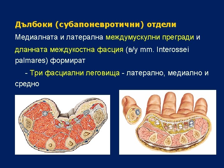 Regio deltoidea n Regio brachialis anterior et posterior